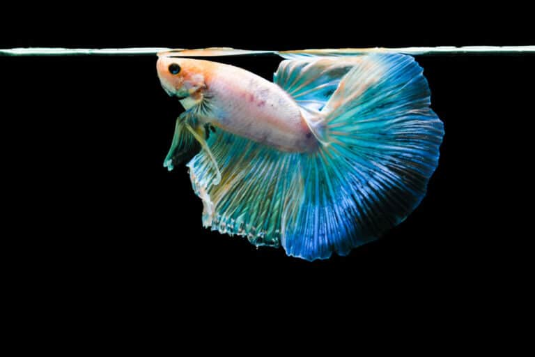 19 Easiest Fish To Take Care Of (Best Low Maintenance Fish) - eFishkeeping