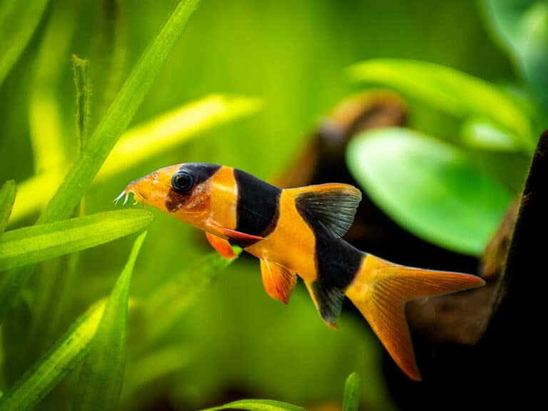 19 Easiest Fish To Take Care Of (Best Low Maintenance Fish) - eFishkeeping