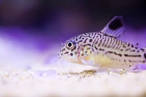 19 Easiest Fish To Take Care Of (Best Low Maintenance Fish) - eFishkeeping