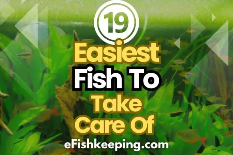 19 Easiest Fish To Take Care Of (Best Low Maintenance Fish) - eFishkeeping