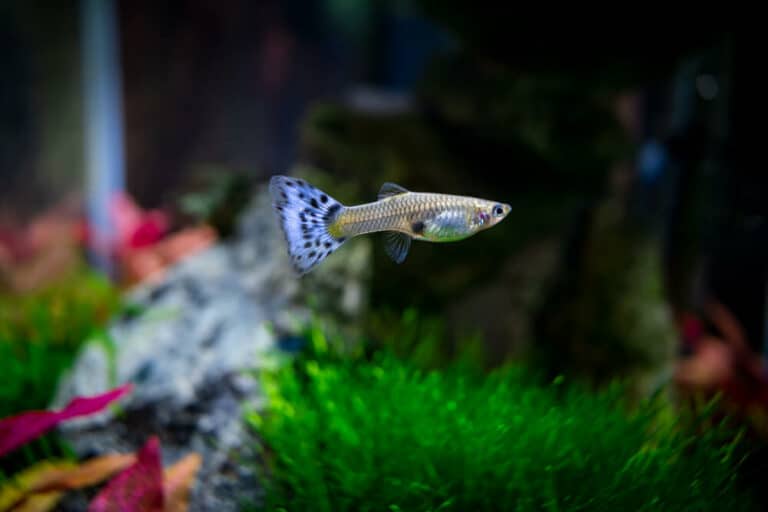 19 Easiest Fish To Take Care Of (Best Low Maintenance Fish) - eFishkeeping