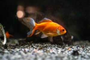 19 Easiest Fish To Take Care Of (Best Low Maintenance Fish) - eFishkeeping