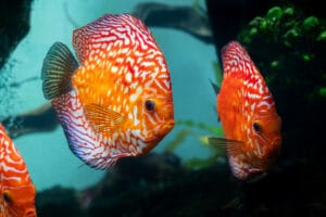19 Easiest Fish To Take Care Of (Best Low Maintenance Fish) - eFishkeeping