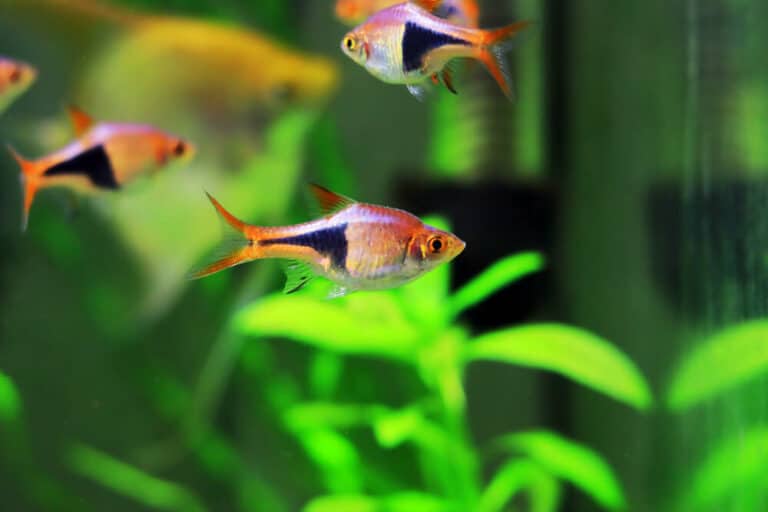 19 Easiest Fish To Take Care Of (Best Low Maintenance Fish) - eFishkeeping