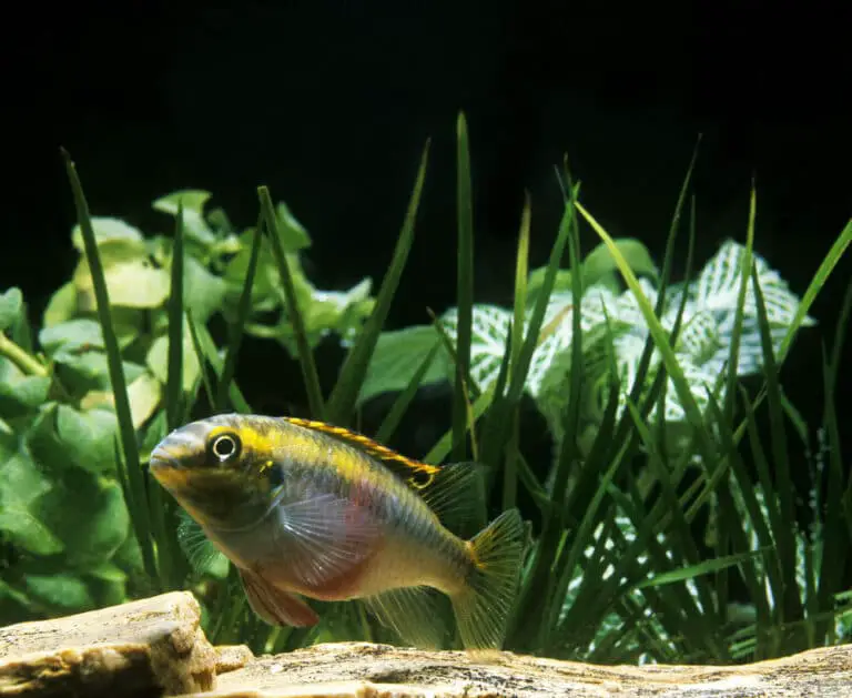 19 Easiest Fish To Take Care Of (Best Low Maintenance Fish) - eFishkeeping