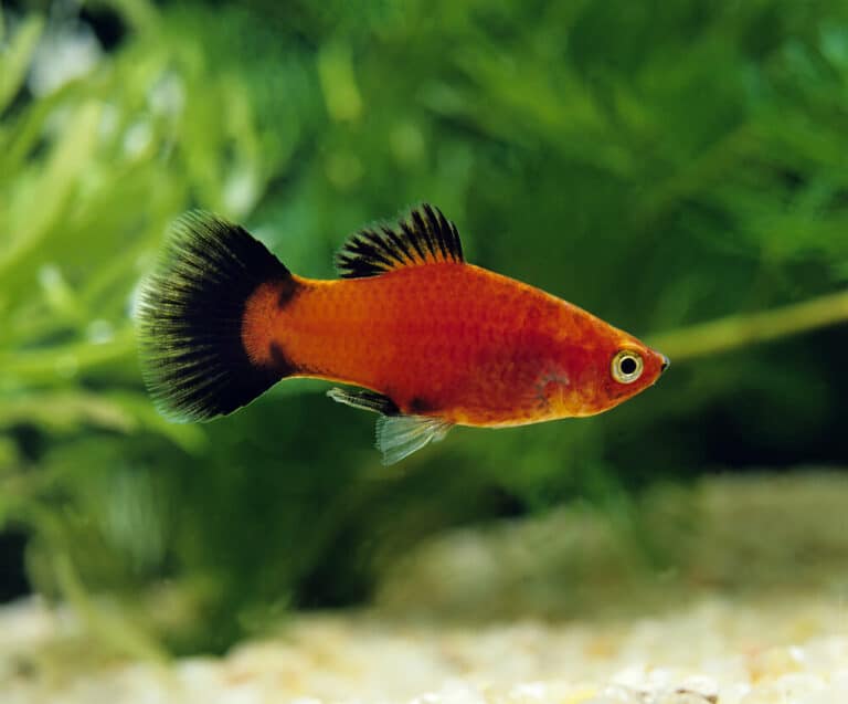 19 Easiest Fish To Take Care Of (Best Low Maintenance Fish) - eFishkeeping