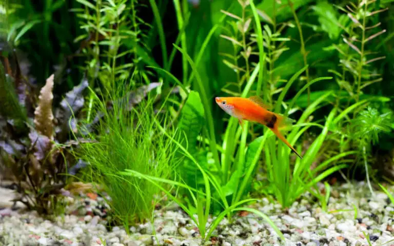 19 Easiest Fish To Take Care Of (Best Low Maintenance Fish) - eFishkeeping
