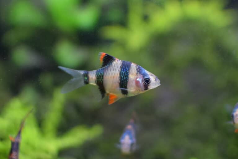 19 Easiest Fish To Take Care Of (Best Low Maintenance Fish) - eFishkeeping