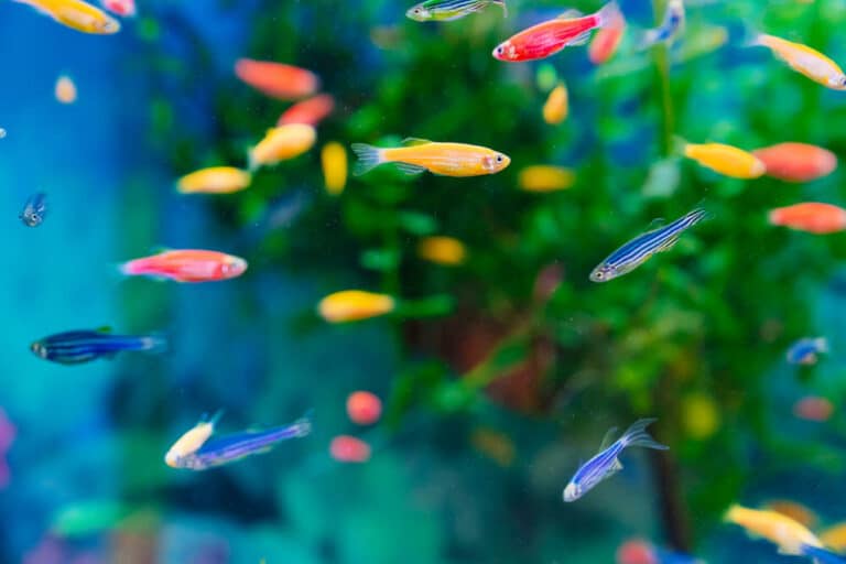 19 Easiest Fish To Take Care Of (Best Low Maintenance Fish) - eFishkeeping